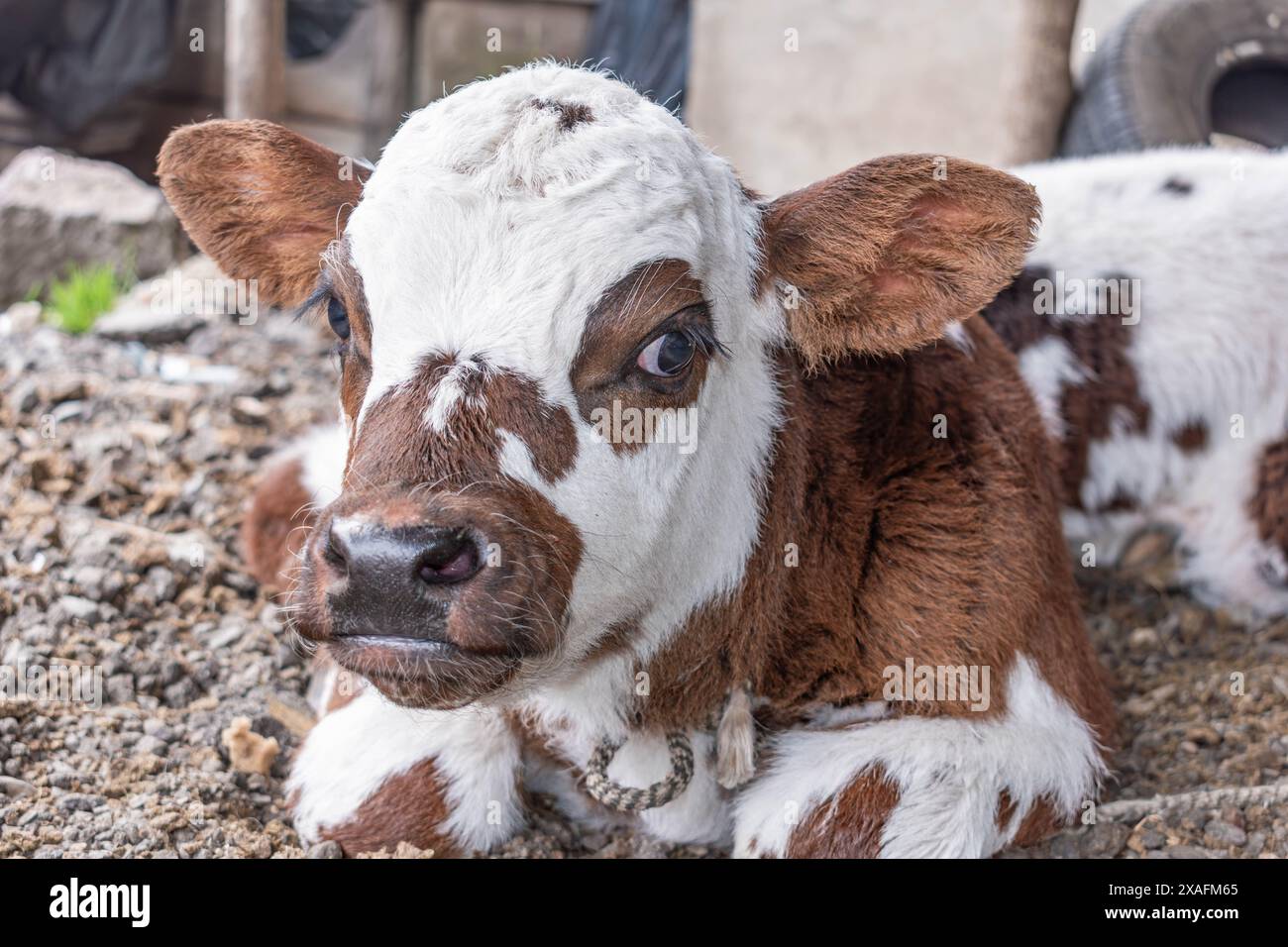 portrait of a Norman breed calf lying down looking at camera, Bos ...