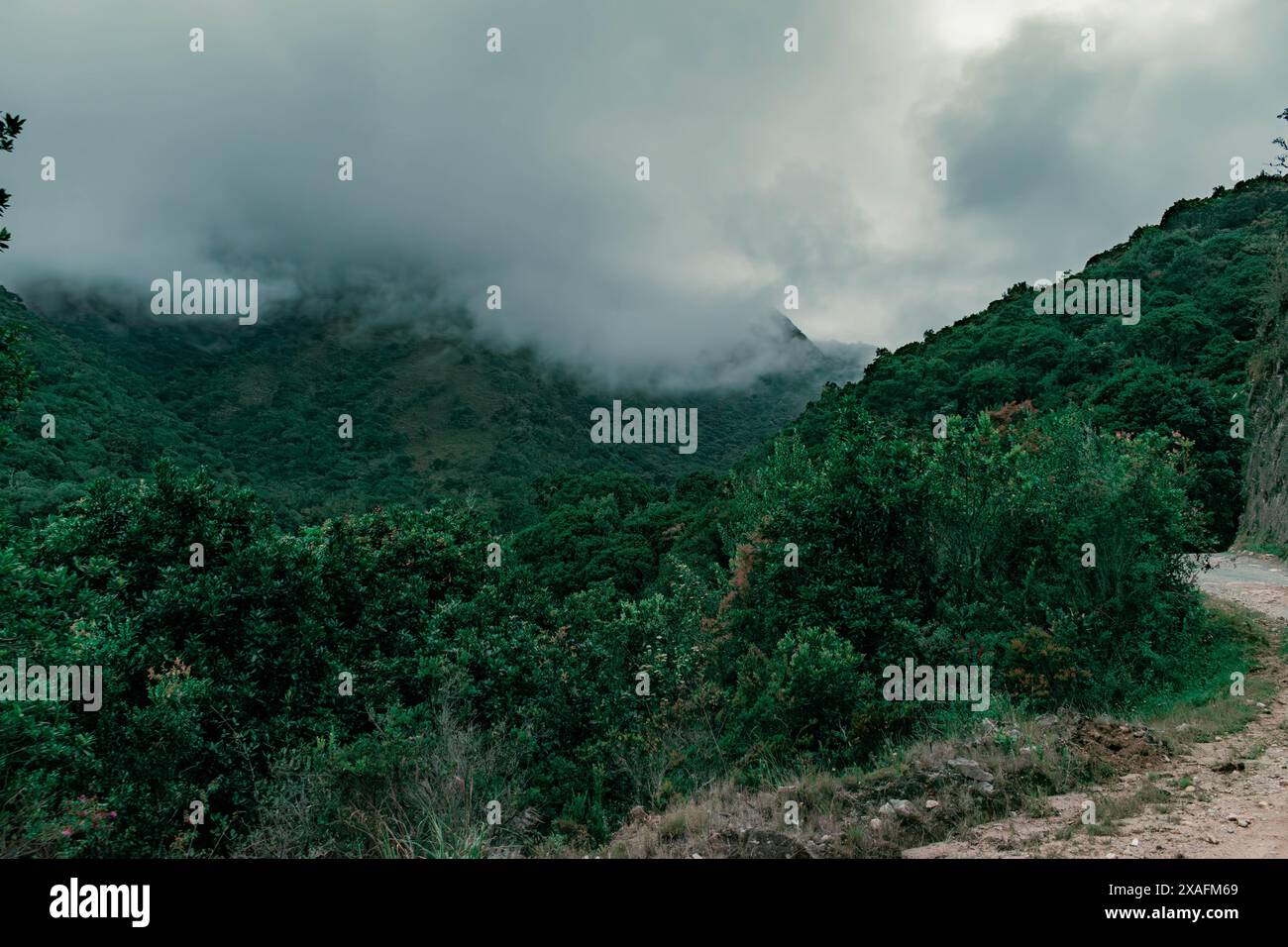 cold paramo landscape in colombia with oak jungle and abundant fog ...