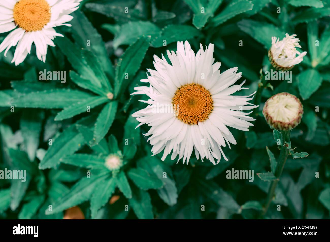 overhead view of Anthemis cotula daisy flowers, with saturated and ...