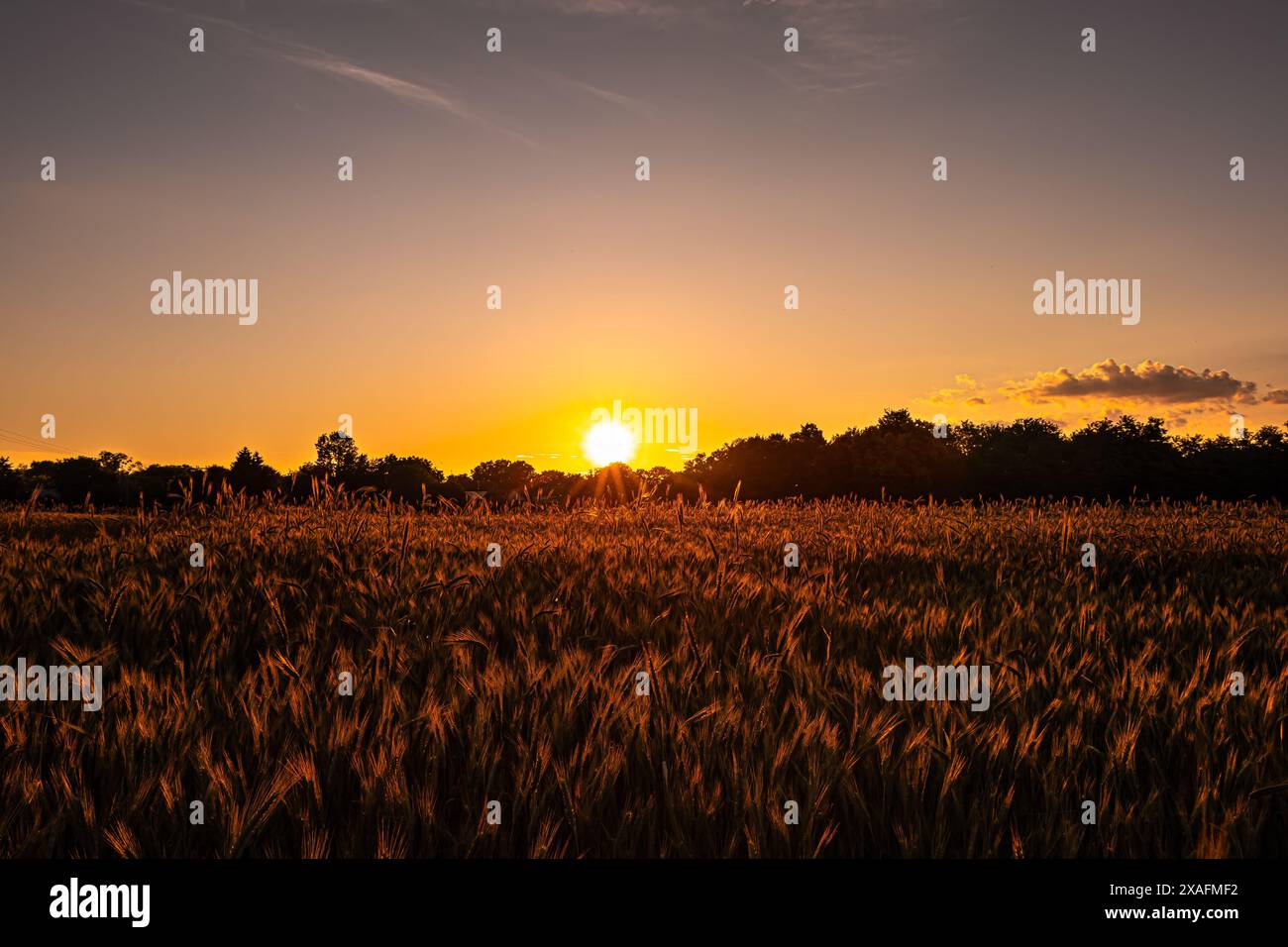 Beautiful sunset over golden forest hi-res stock photography and images ...