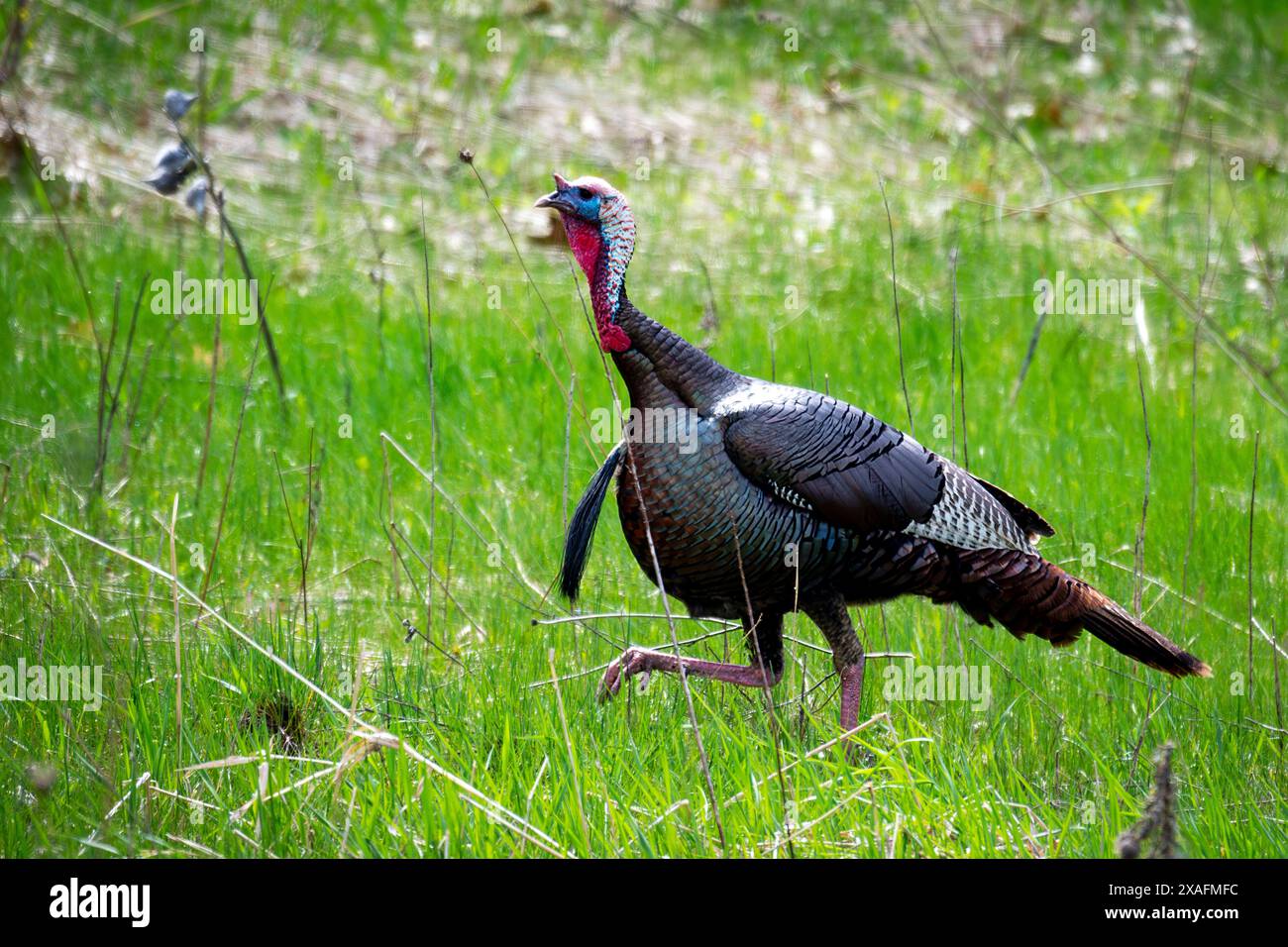 A large tom wild turkey walks through a meadow in early May Stock Photo ...