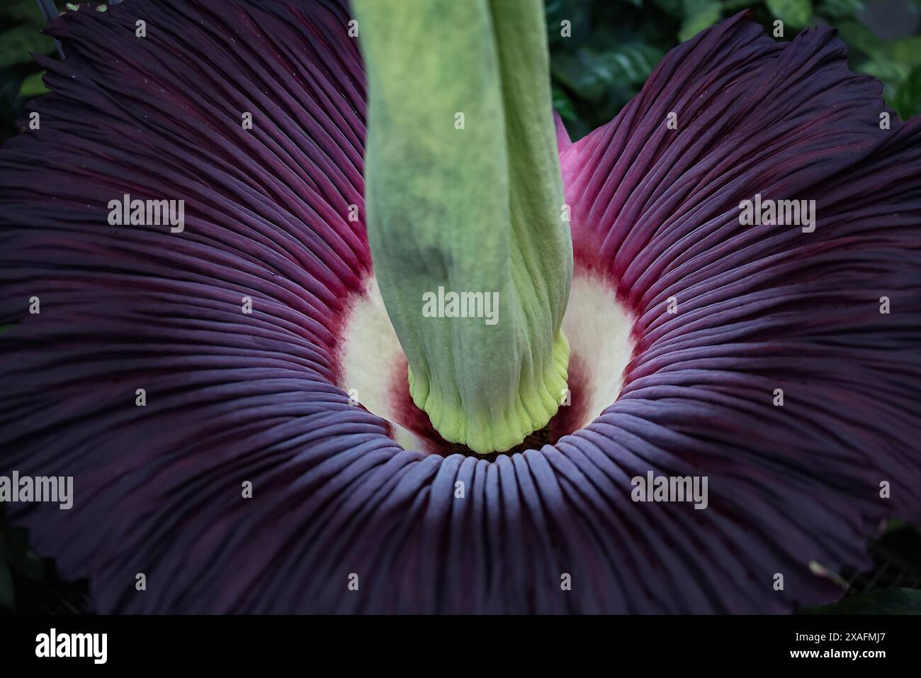 Bayreuth, Germany. 06th June, 2024. View of the flowering titanium root ...