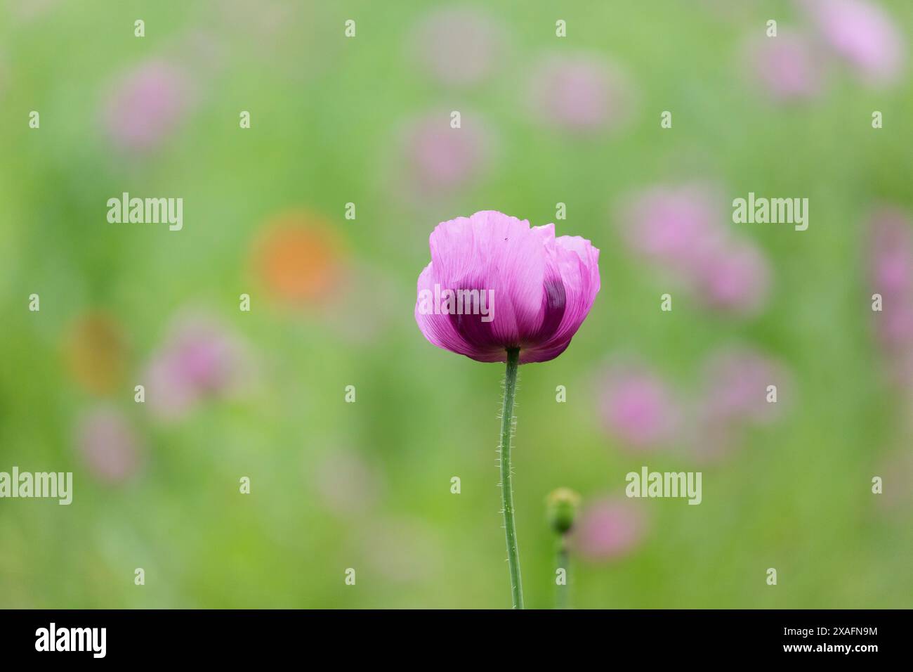 Purple-pink opium poppy flower against the background of the opium ...