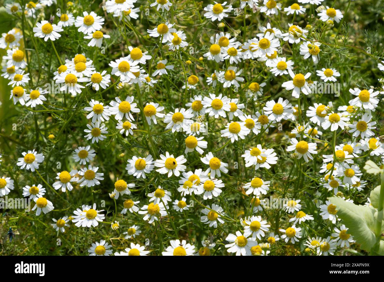 False chamomile hi-res stock photography and images - Alamy