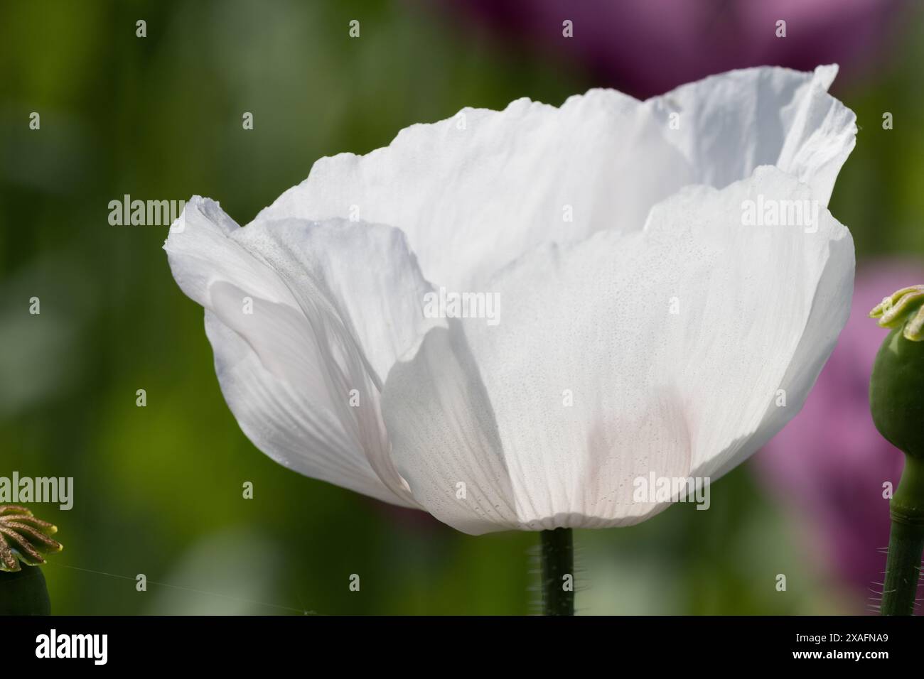 White flower of the opium poppy against the background of the opium ...