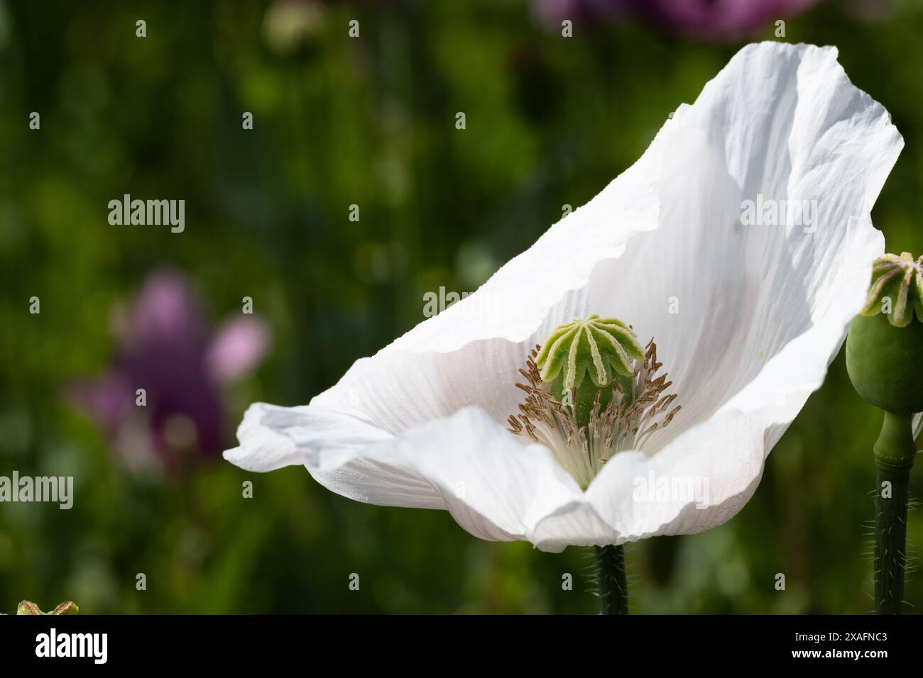 White flower of the opium poppy against the background of the opium ...