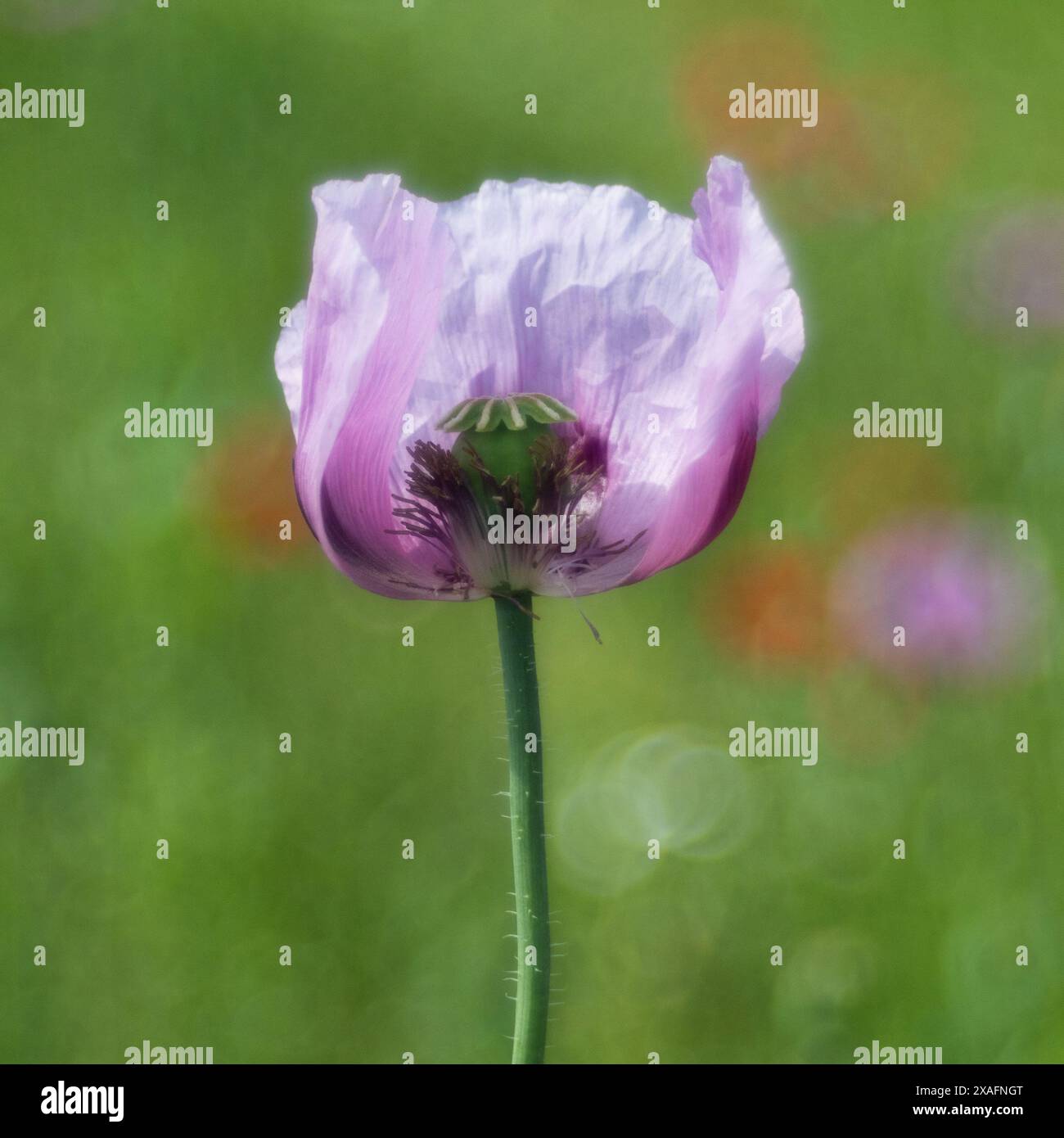 Purple-pink blossom of the opium poppy against the background of the ...