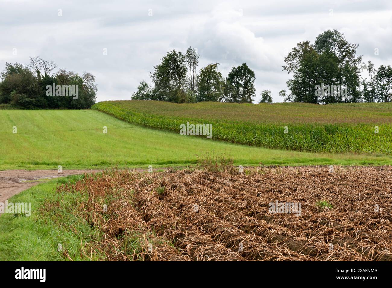 Agriculture fields at the Flemish countryside around Opwijk, Flemish ...