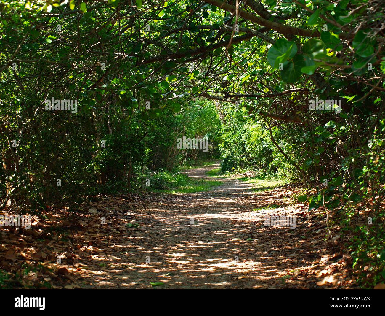 Coastal trail in the island of Key Biscayne, Florida Stock Photo - Alamy