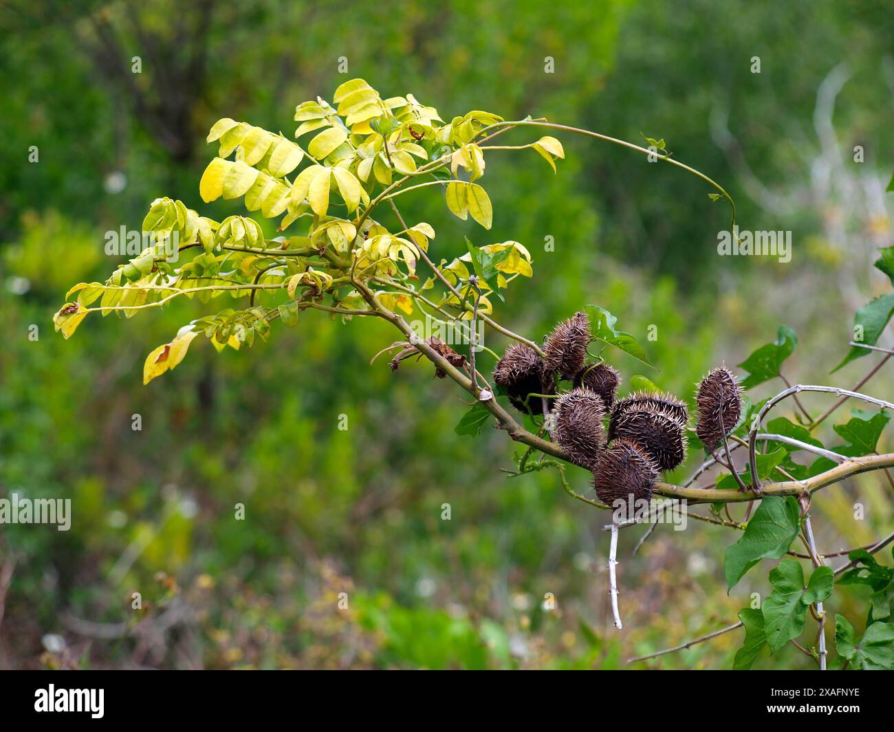 Pods with the seeds of Guilandina bonduc or nicker bean near a trail in ...
