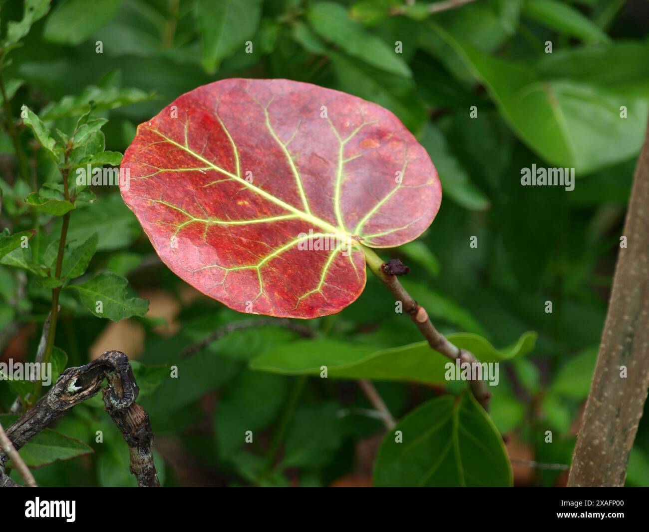 The red leaf of a sea grape plant in coastal Florida Stock Photo - Alamy