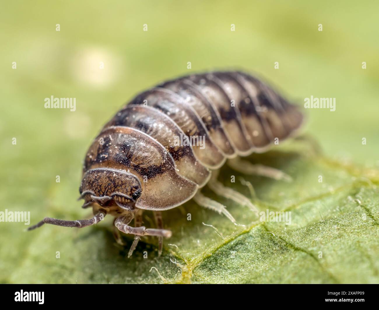 Closeup shot of Nosy Pill Woodlouse bug on green leaf Stock Photo - Alamy