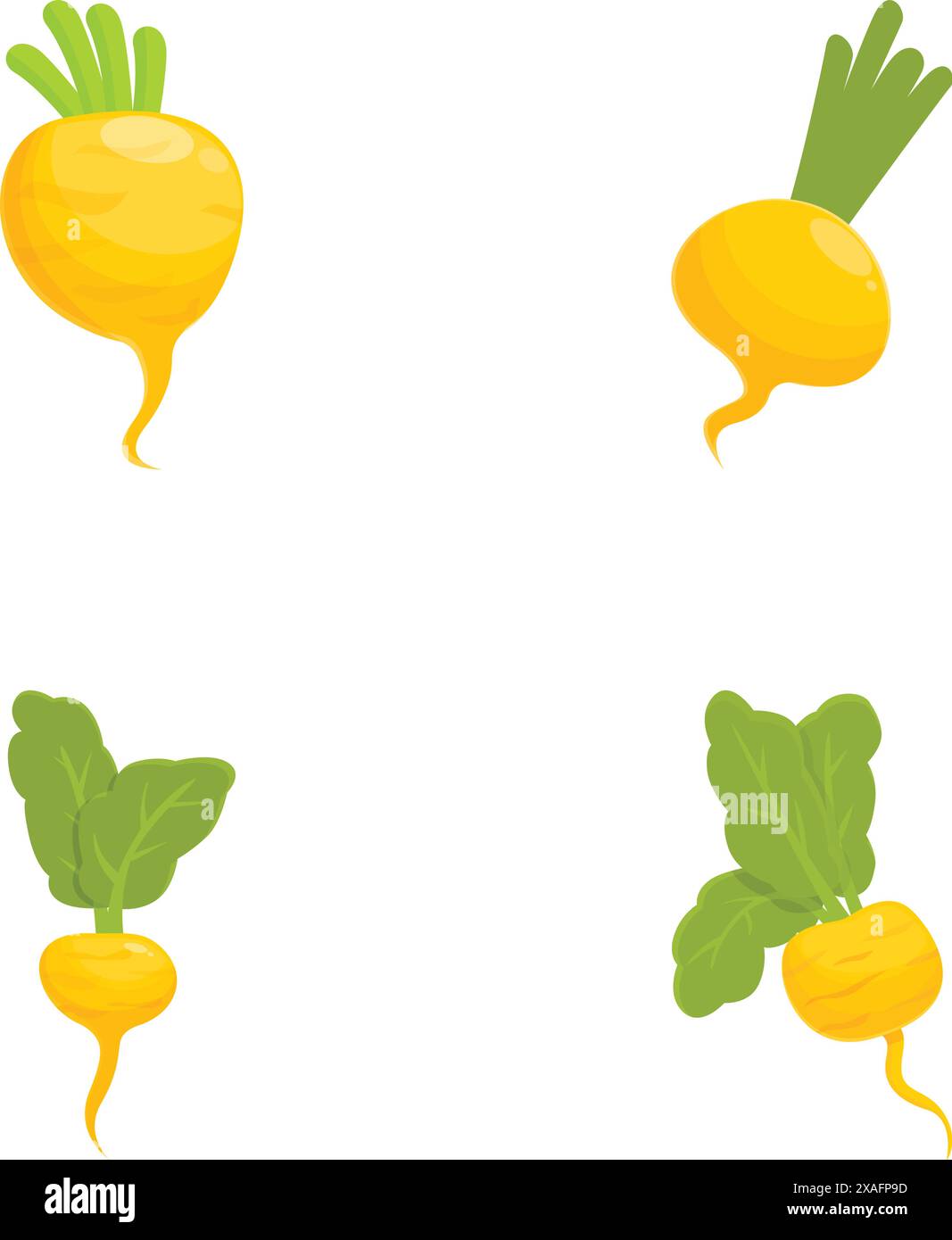 Vibrant set of four root vegetable illustrations isolated on white ...