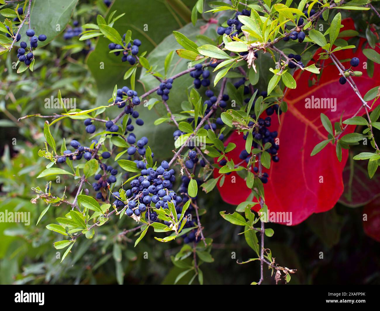 Wild berries growing along a trail in the coast of South Florida Stock ...