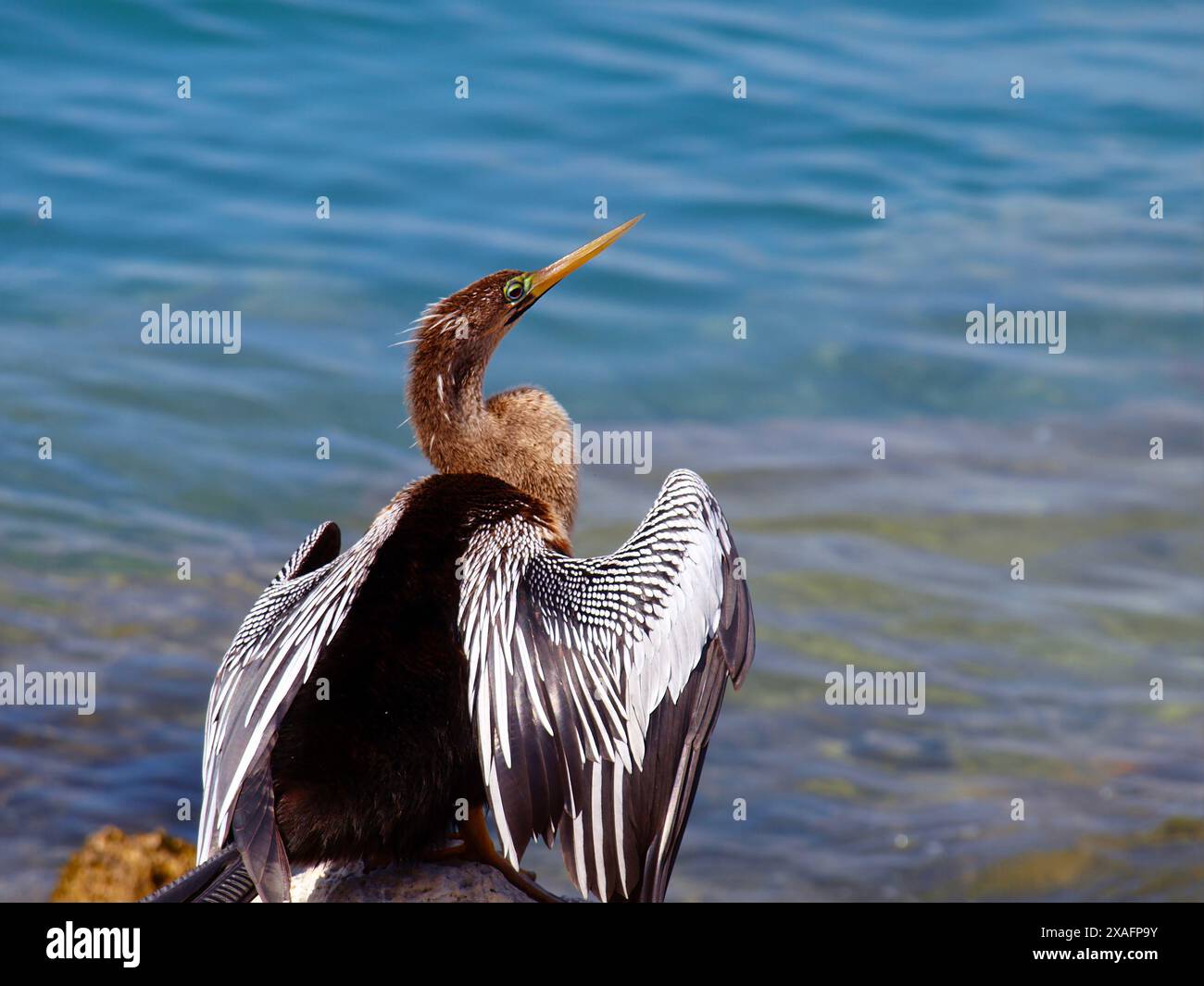 Feather drying hi-res stock photography and images - Alamy