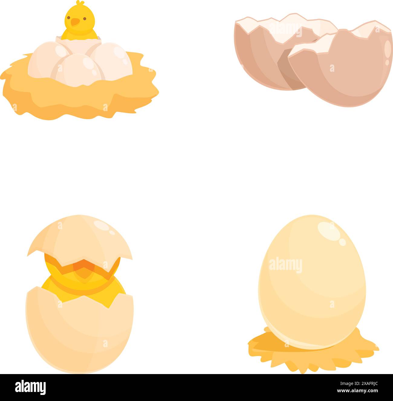 Set of cartoonstyle vector icons depicting various stages of a chicken's life cycle from egg to ...