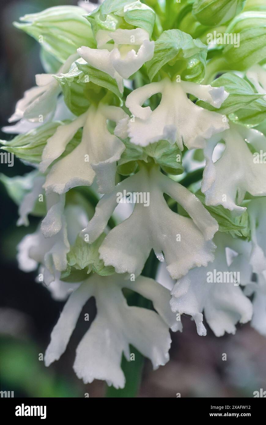 Lady orchid albino variety (Orchis purpurea var. alba), Orchidaceae ...