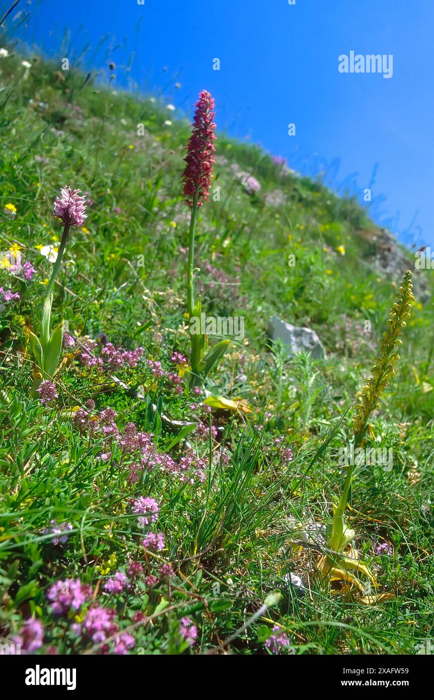 Bulbous pla hi-res stock photography and images - Alamy