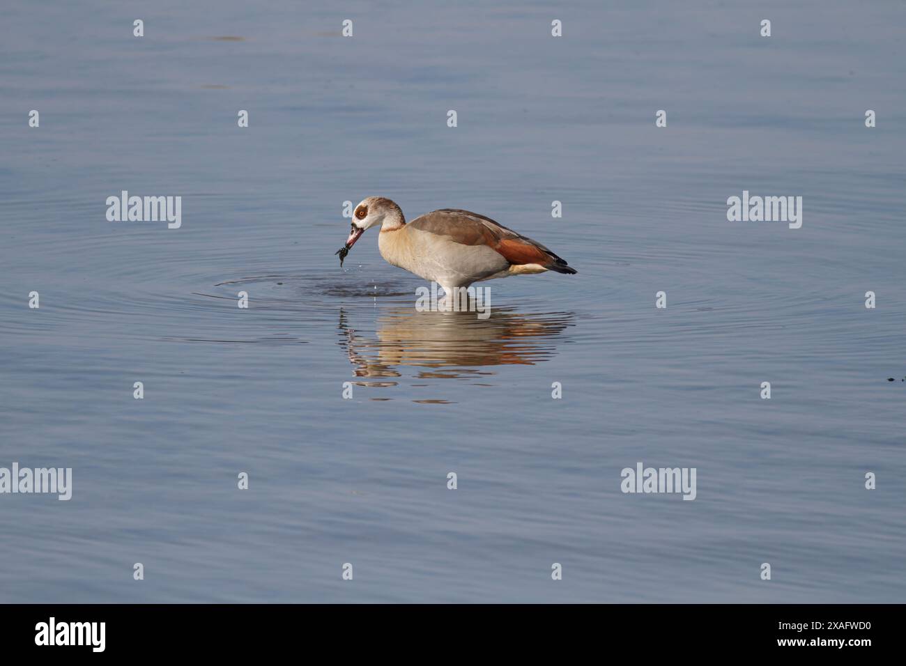 Douro river egyptian goose eating algae during low tide, north of ...