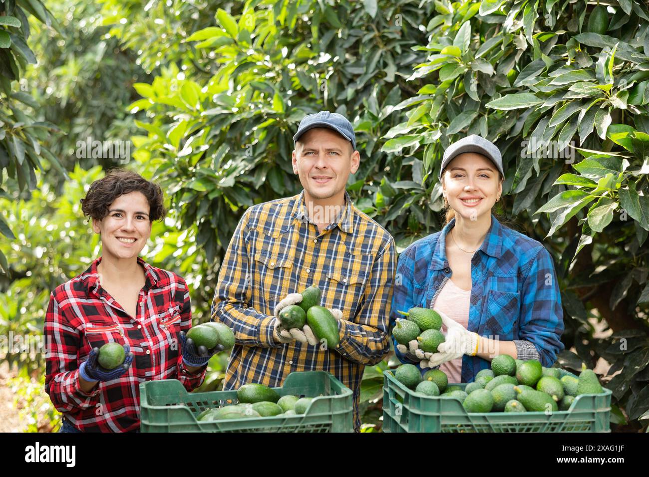 Three farmers posing with harvest of avocado in orchard Stock Photo - Alamy