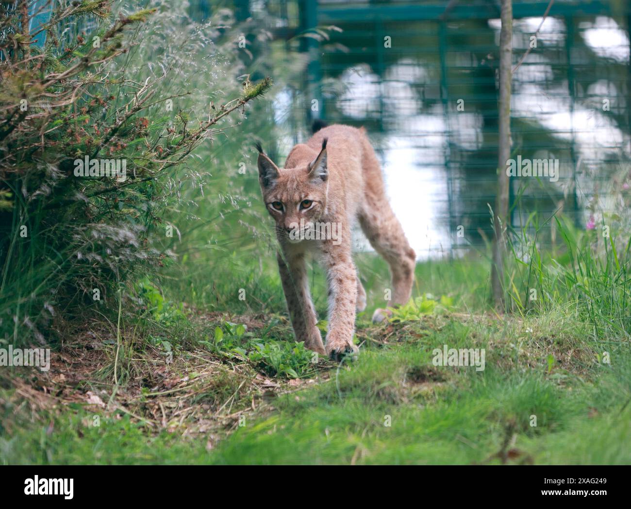 Bad Harzburg, Germany. 06th June, 2024. A young lynx has arrived at the ...