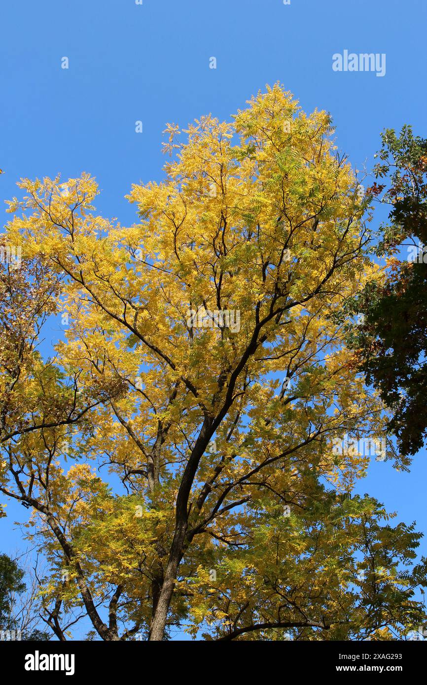 Looking up at the canopy of a Honey Locust tree with green and yellow ...