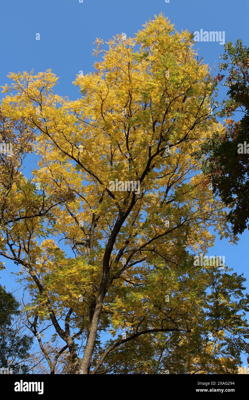 Looking up at the canopy of a Honey Locust tree with green and yellow ...