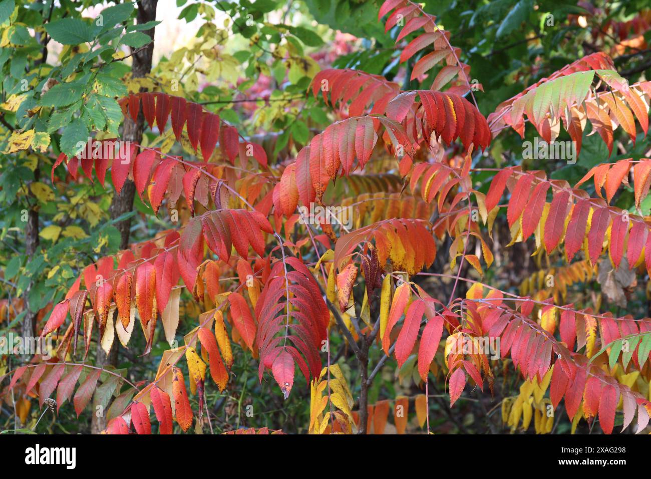 A Staghorn Sumac Tree with red, yellow and orange leaves in the fall in ...