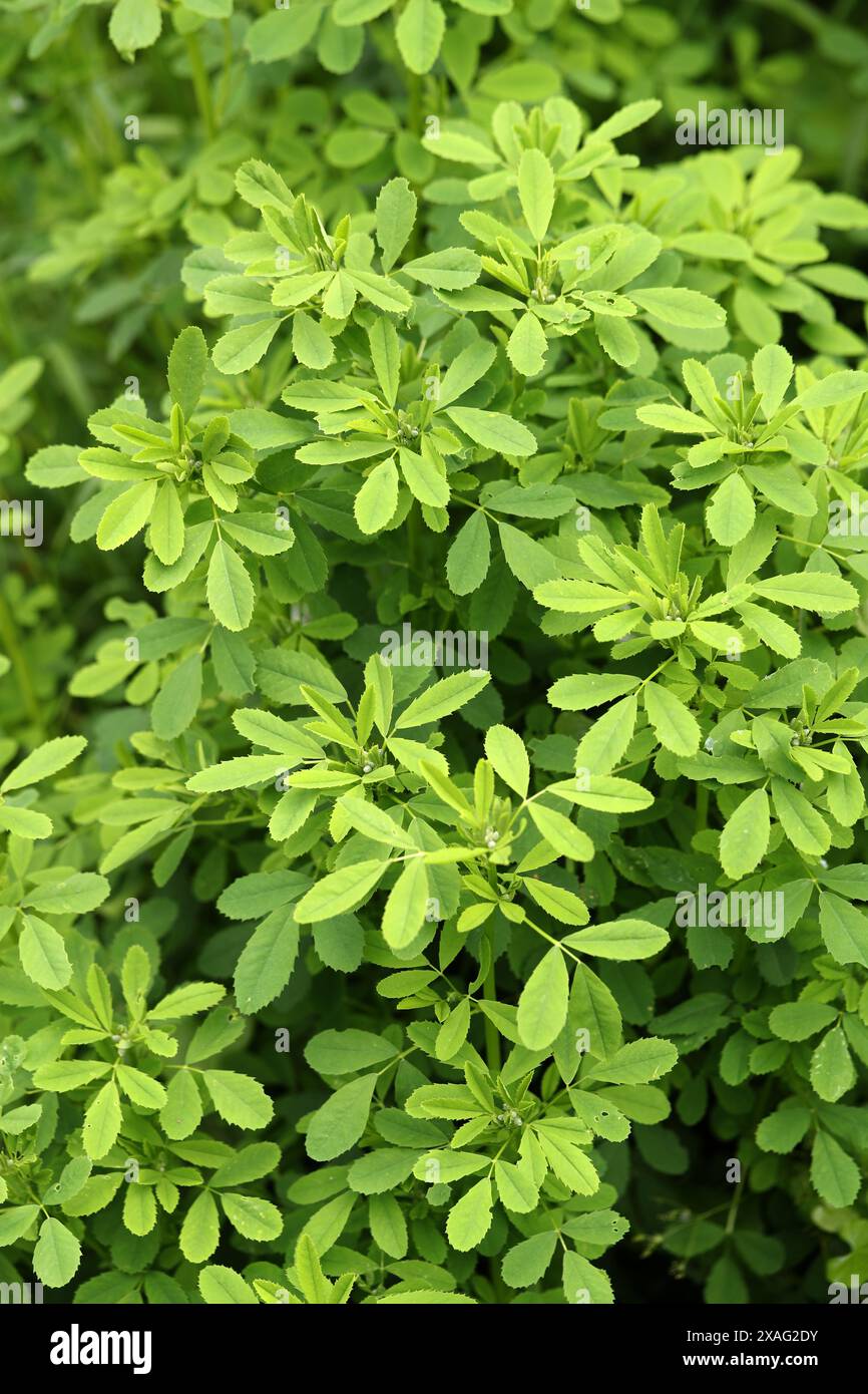 Fenugreek plant hi-res stock photography and images - Alamy