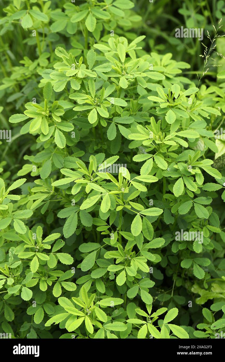 Fenugreek, Trigonella foenum-graecum, Fabaceae Stock Photo - Alamy