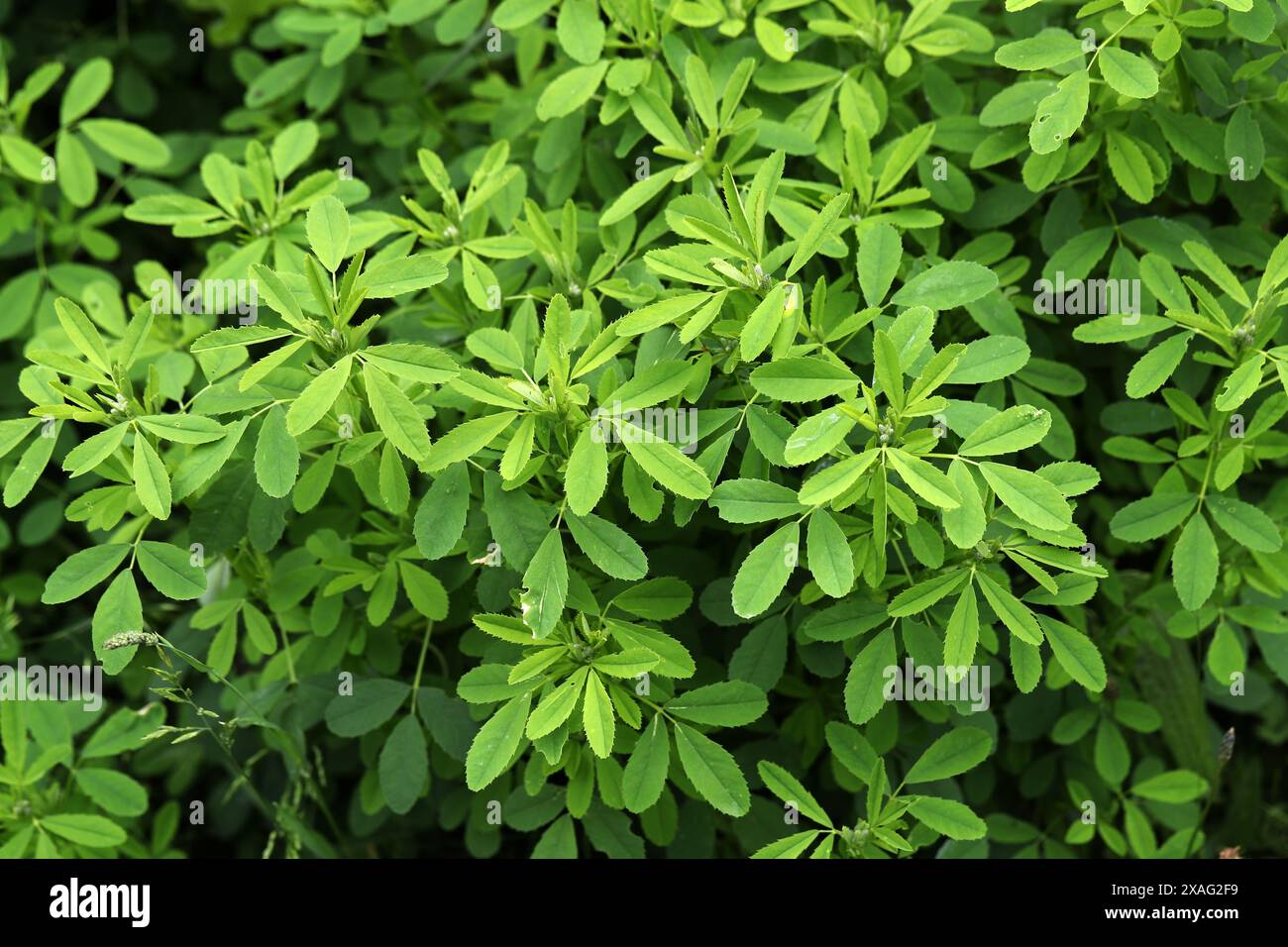 Fenugreek, Trigonella foenum-graecum, Fabaceae Stock Photo - Alamy