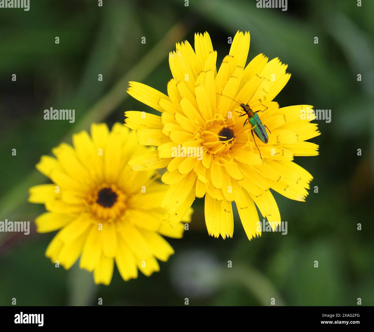 Rough hawkbit insect hi-res stock photography and images - Alamy