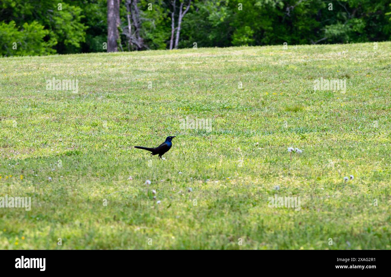 A handsome common grackle stands on the green grass with bokeh effect ...