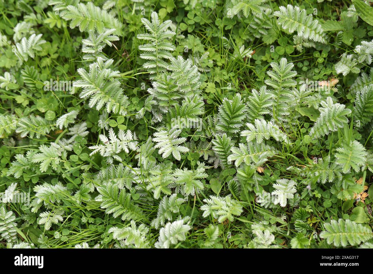 Goose Grass, Wild Tansy, Silverweed, Common Silverweed or Silver ...
