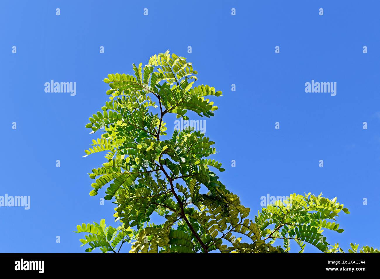 Brazilwood hi-res stock photography and images - Alamy