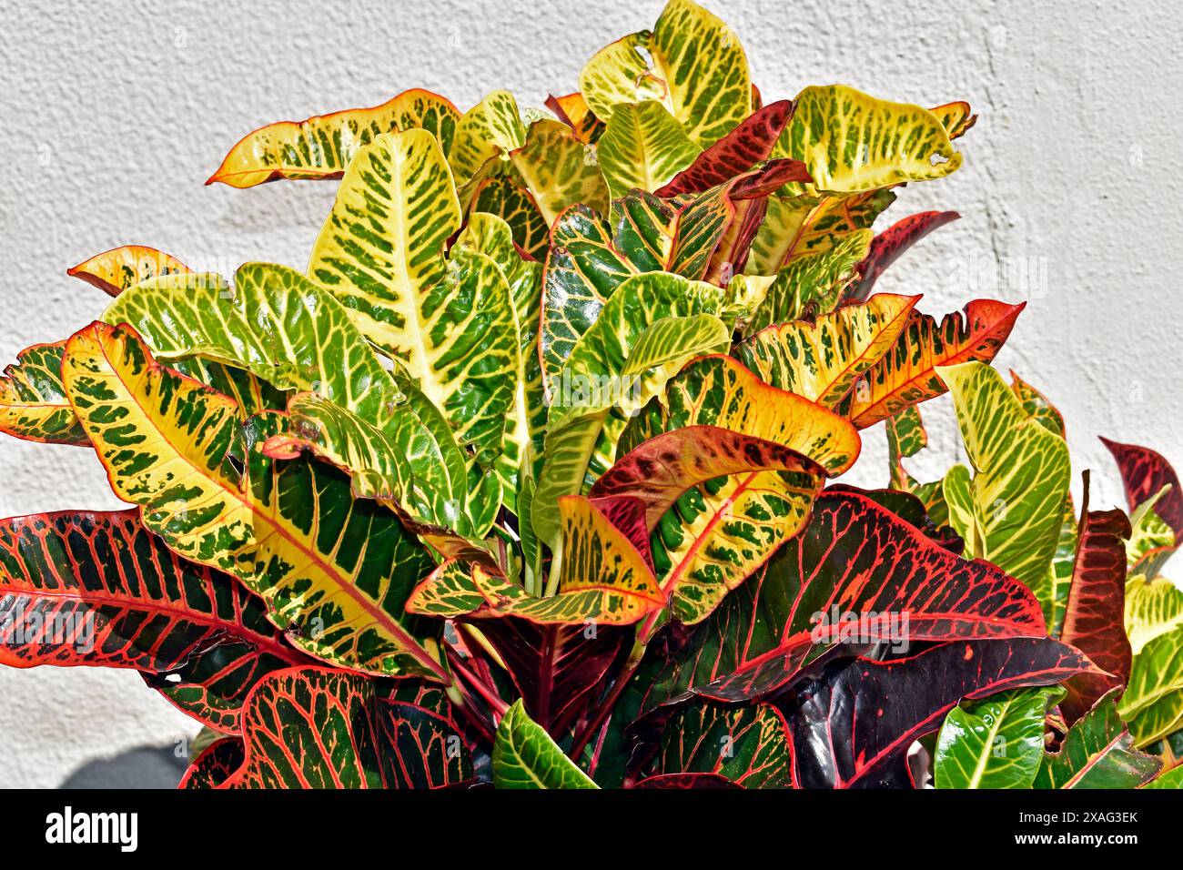 Fire croton or garden croton plant (Codiaeum variegatum Stock Photo - Alamy