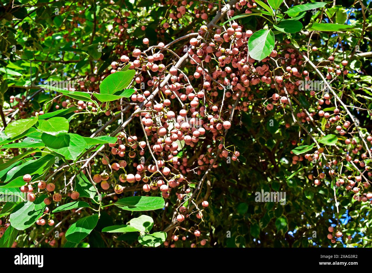 Wild fruits on tree (Cordia dichotoma) in Rio de Janeiro Stock Photo ...