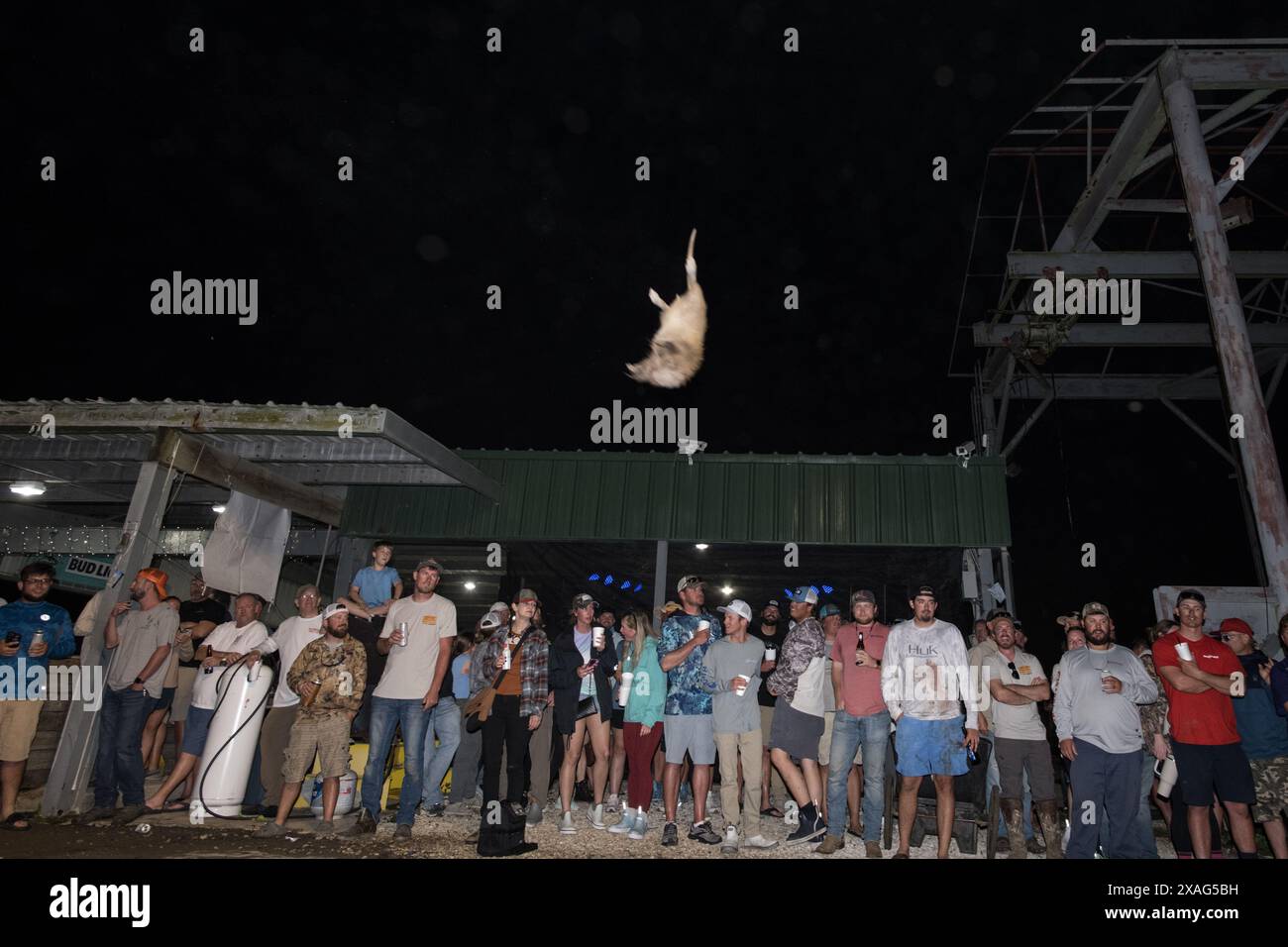 Participant hurls a dead nutria in the "nutria toss" contest at the ...