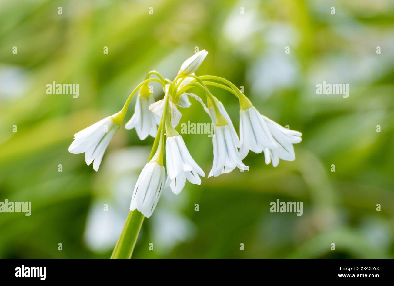 Beautiful wild white bluebell flowers on the green background Stock ...
