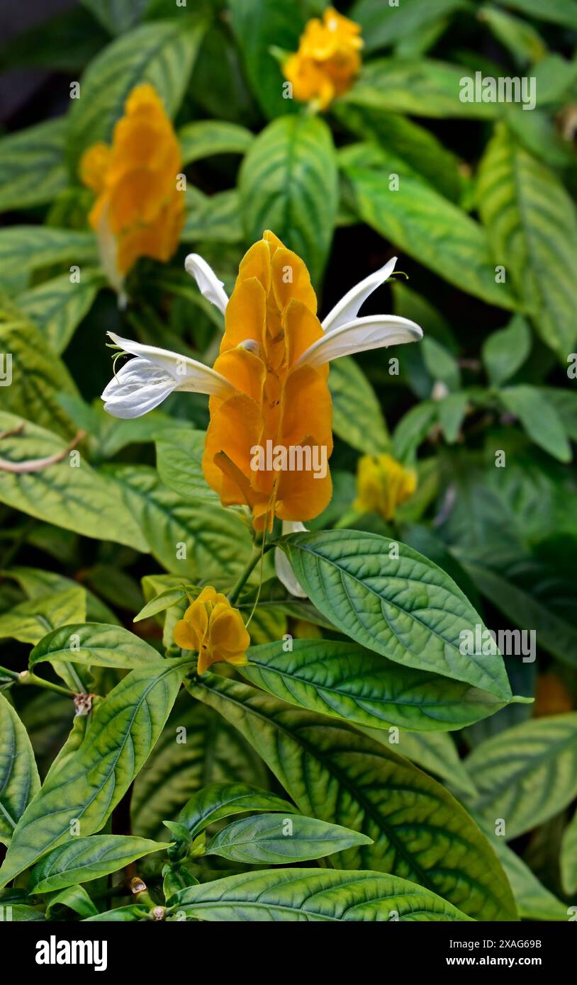 Golden shrimp plant flower (Pachystachys lutea) in Rio de Janeiro ...