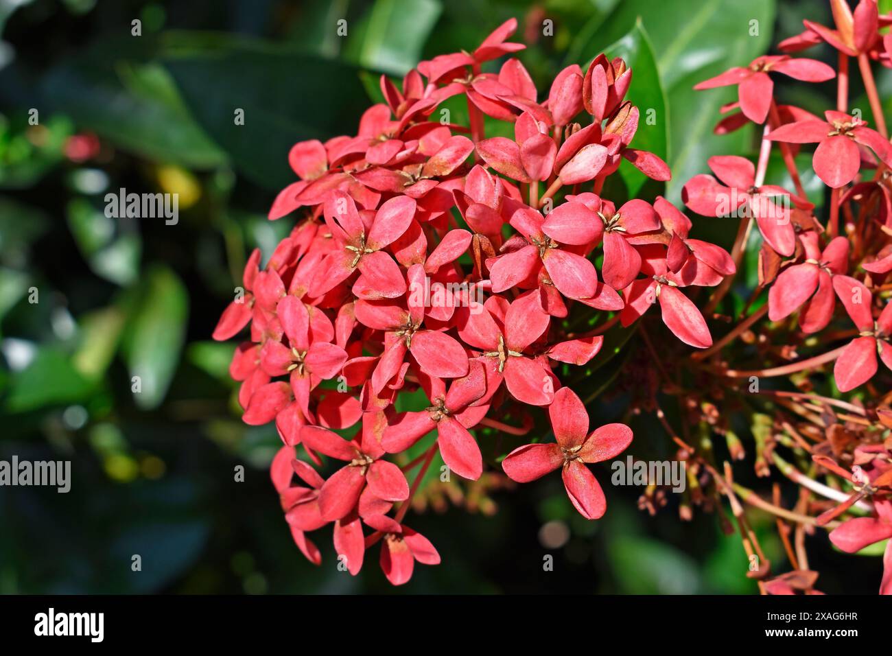 Jungle geranium or flame of the woods (Ixora coccinea Stock Photo - Alamy
