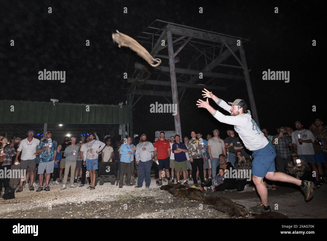 Participant hurls a dead nutria in the "nutria toss" contest at the ...