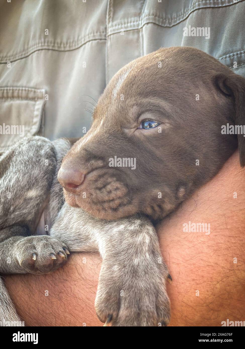 beautiful pointer hunting dog puppy resting in the arm of a man Stock ...