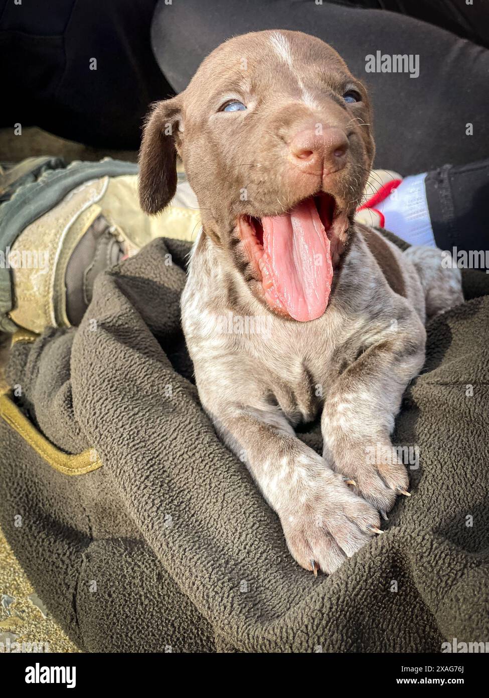 beautiful hunting dog puppy pointer with open mouth showing tongue on ...