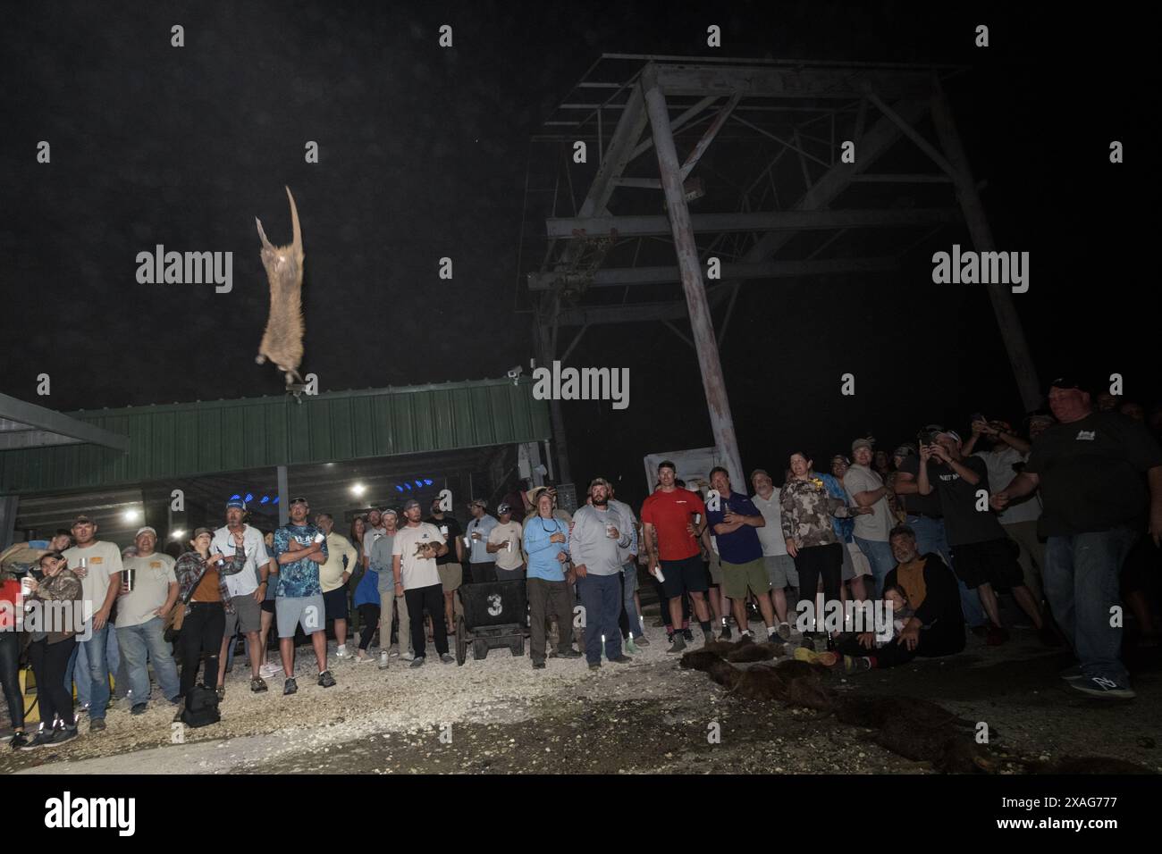 Participant hurls a dead nutria in the "nutria toss" contest at the ...