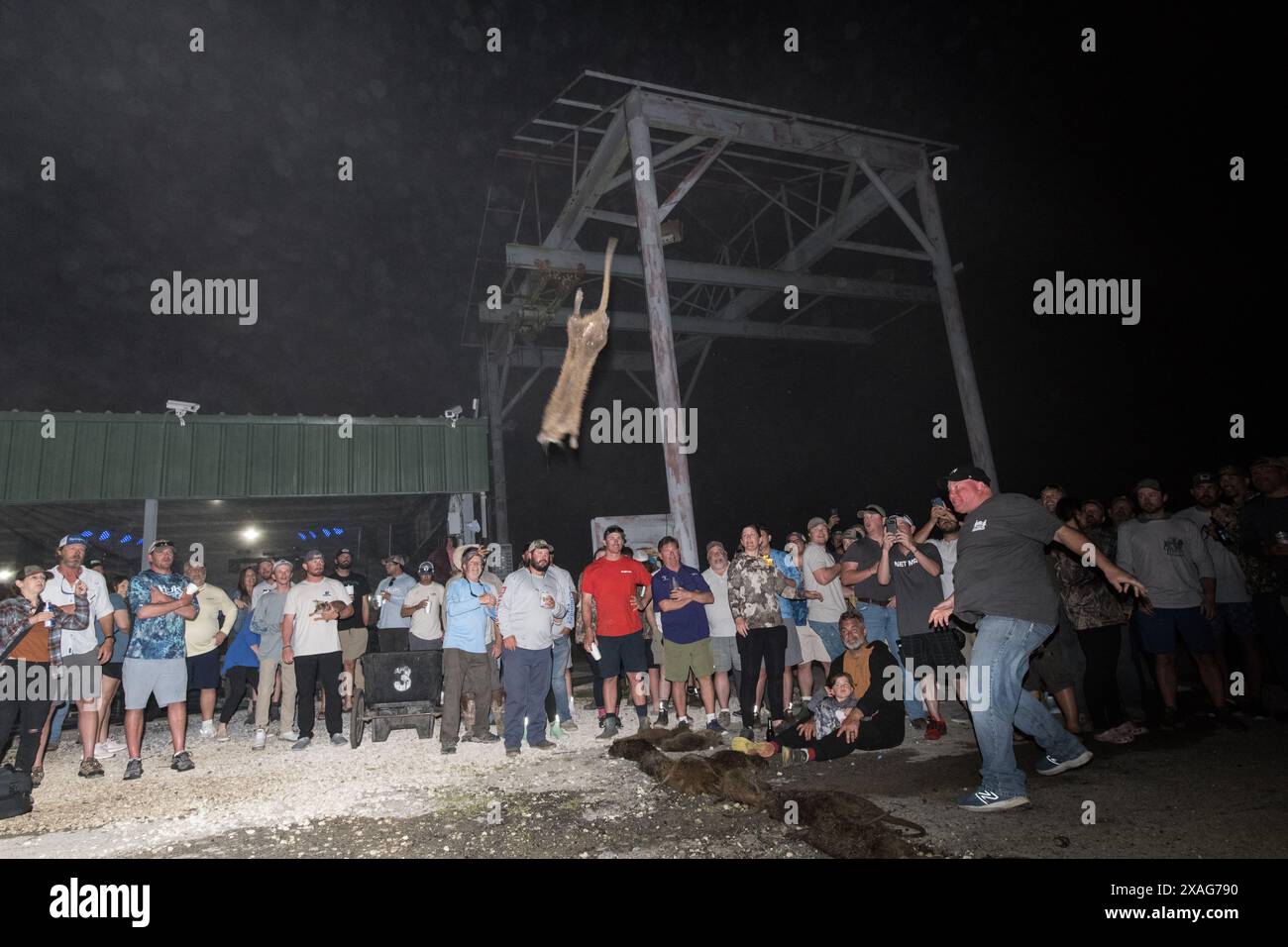 Participant hurls a dead nutria in the "nutria toss" contest at the ...