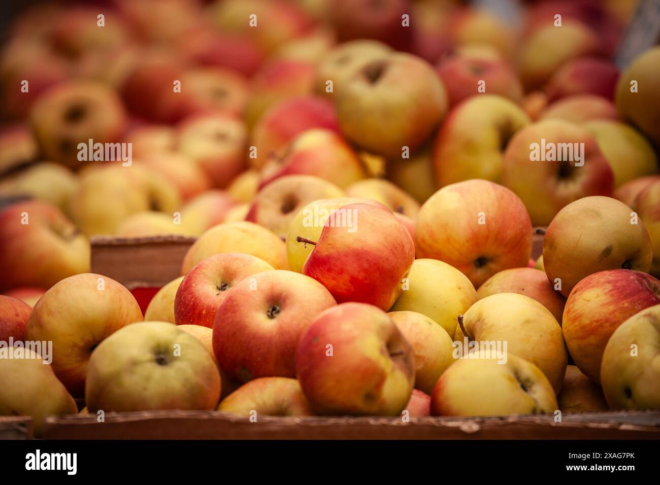 Apple variety showcases hi-res stock photography and images - Alamy
