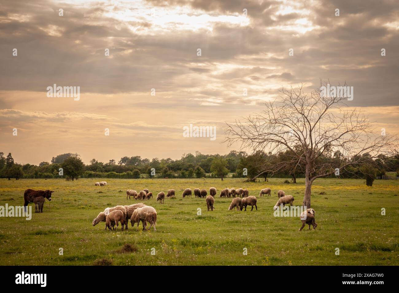 Picture of sheeps, white sheeps, standing in a pasture. Sheep are ...