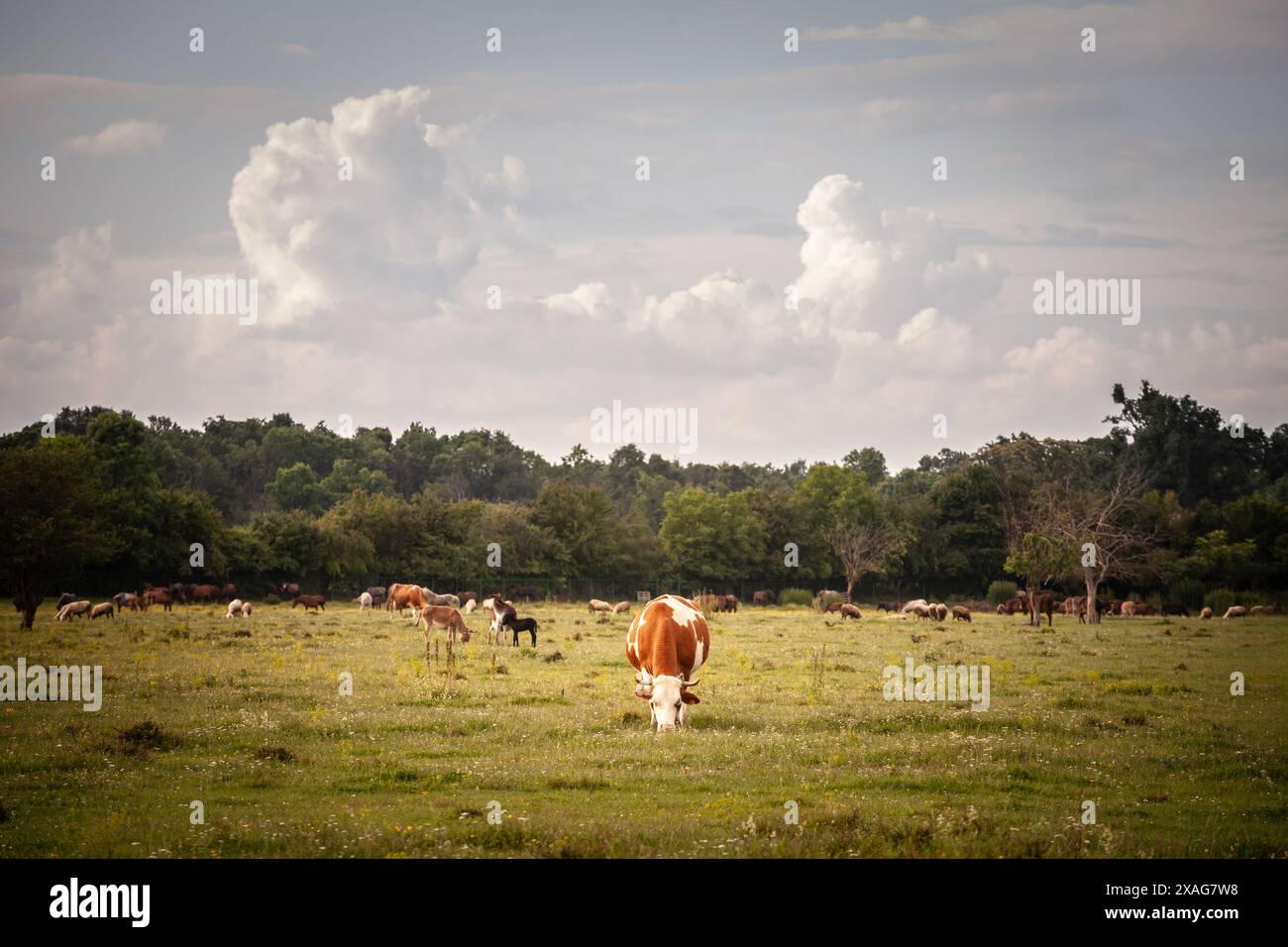 Picture of a holstein cow grazing in Zasavica, in Serbia. The Holstein ...