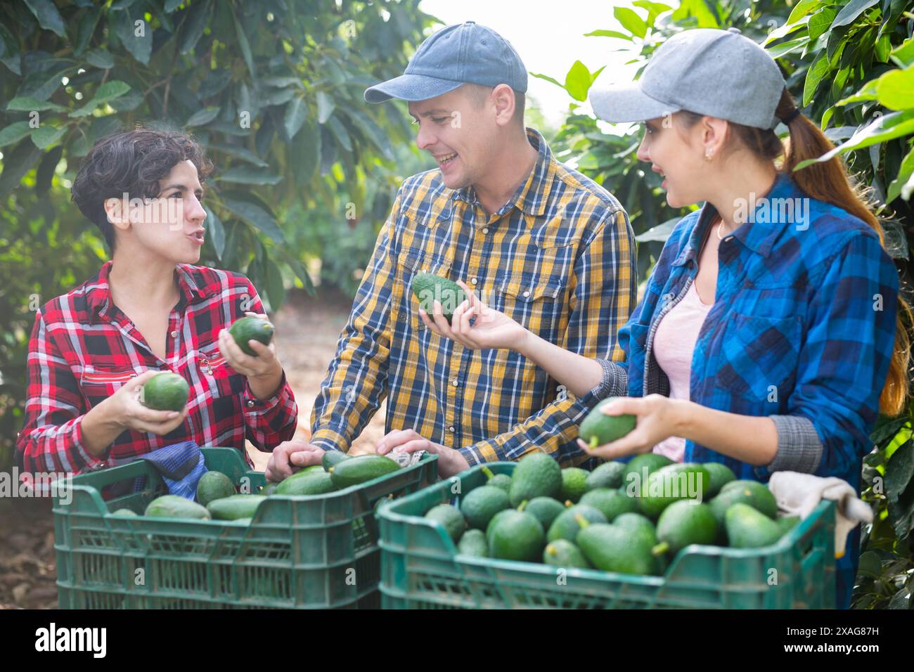 Three farmers posing with harvest of avocado in orchard Stock Photo - Alamy